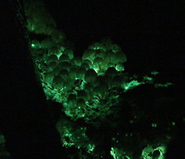 Asian Forestry Company (Sabah) Sdn Bhd